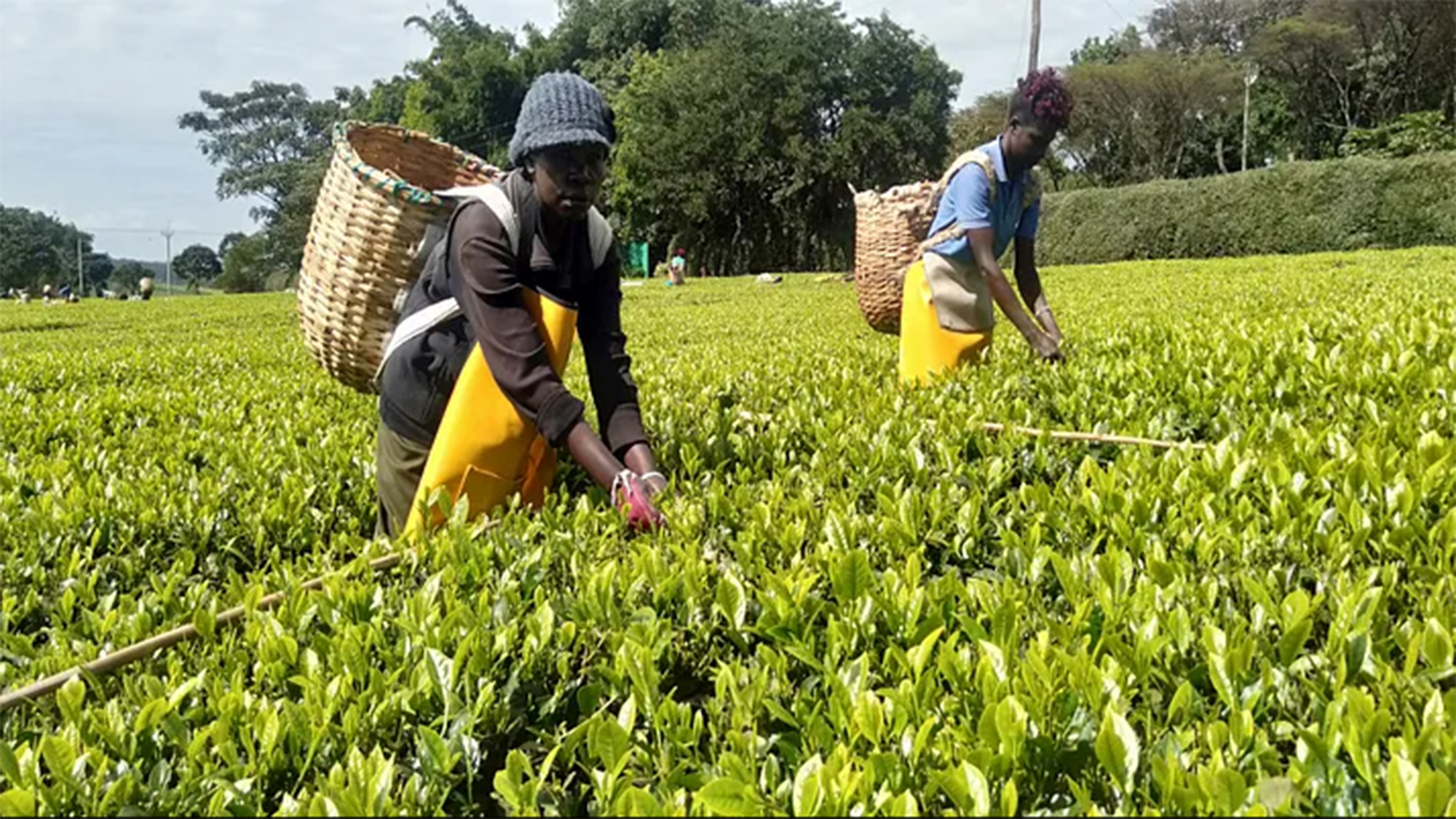 Driving sustainability at Kenyan tea factories - Impact Map ...